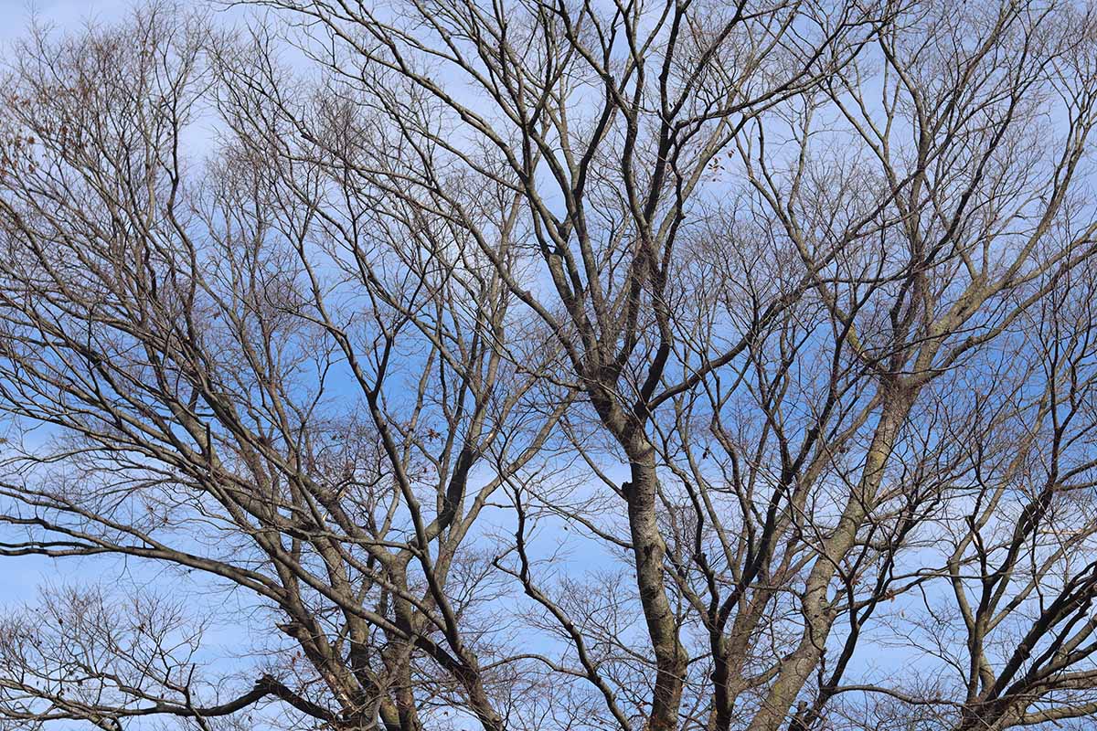How to Tell If a Tree Survived the Winter - Clear Choice Tree Service